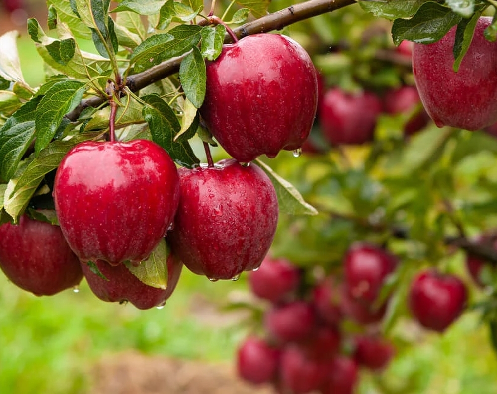 JABŁKO CHAMPION / RED APPLE | POLWIT orders